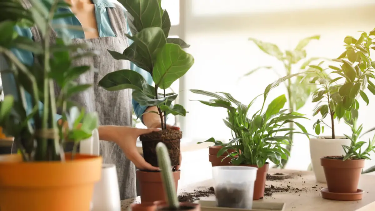 Depresyona Karşı Doğal Destek: Ruh Sağlığını İyileştiren 7 Ev Bitkisi ...